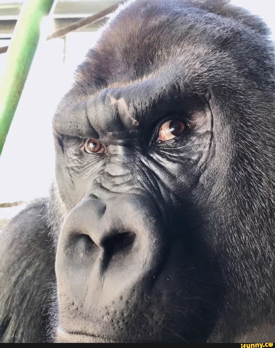 IMAGE memes. Best Collection of funny IMAGE pictures on iFunny