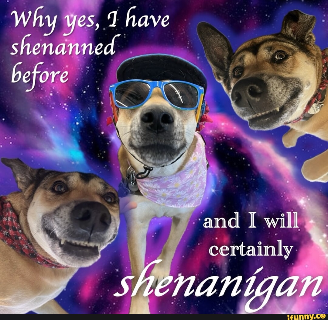 Shenanigans memes. Best Collection of funny Shenanigans pictures on iFunny