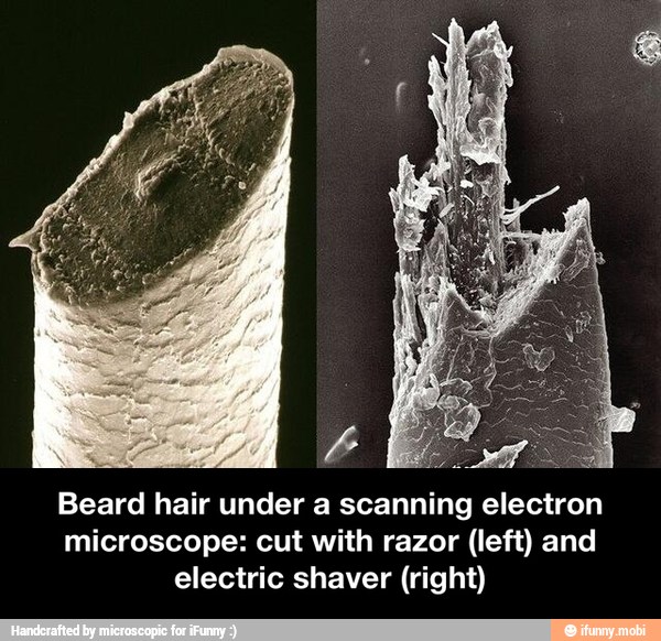 Beard hair under a scanning electron microscope: cut with razor (left ...