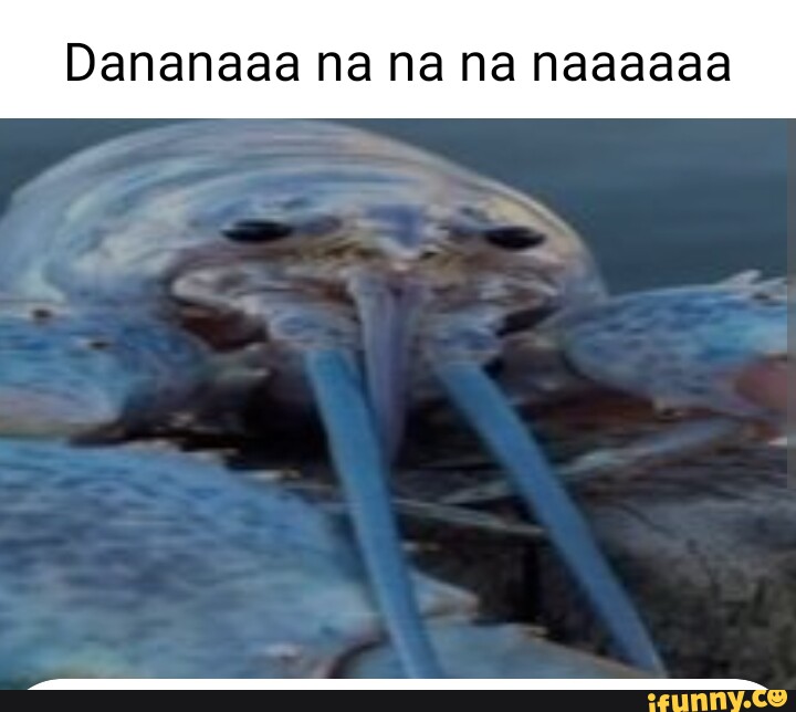 Naaaaaa memes. Best Collection of funny Naaaaaa pictures on iFunny