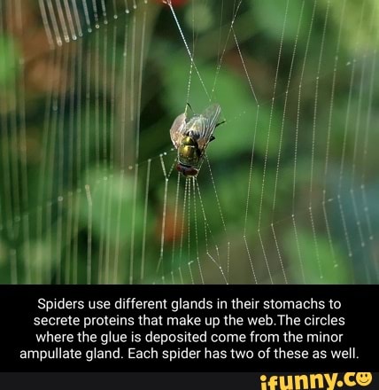 Spiders use different glands in their stomachs to secrete proteins that ...