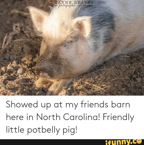 Potbelly memes. Best Collection of funny Potbelly pictures on iFunny