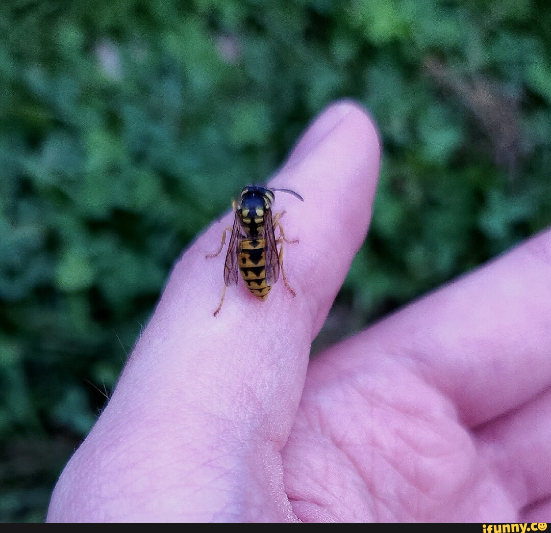 Yellowjacket memes. Best Collection of funny Yellowjacket pictures on ...