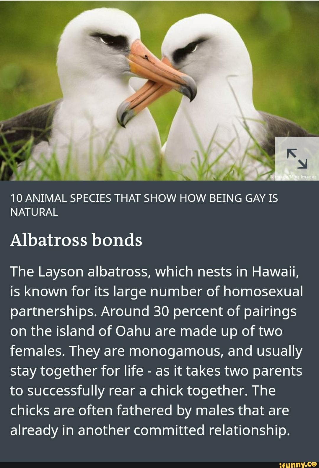 10 ANIMAL SPECIES THAT SHOW HOW BEING GAY IS NATURAL Albatross bonds ...
