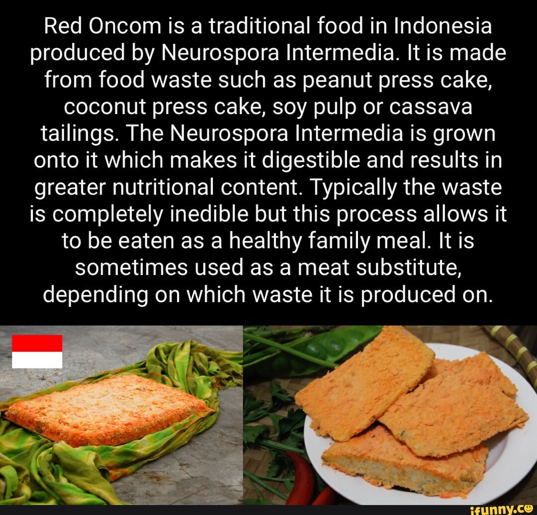 Red Oncom is a traditional food in Indonesia produced by Neurospora ...