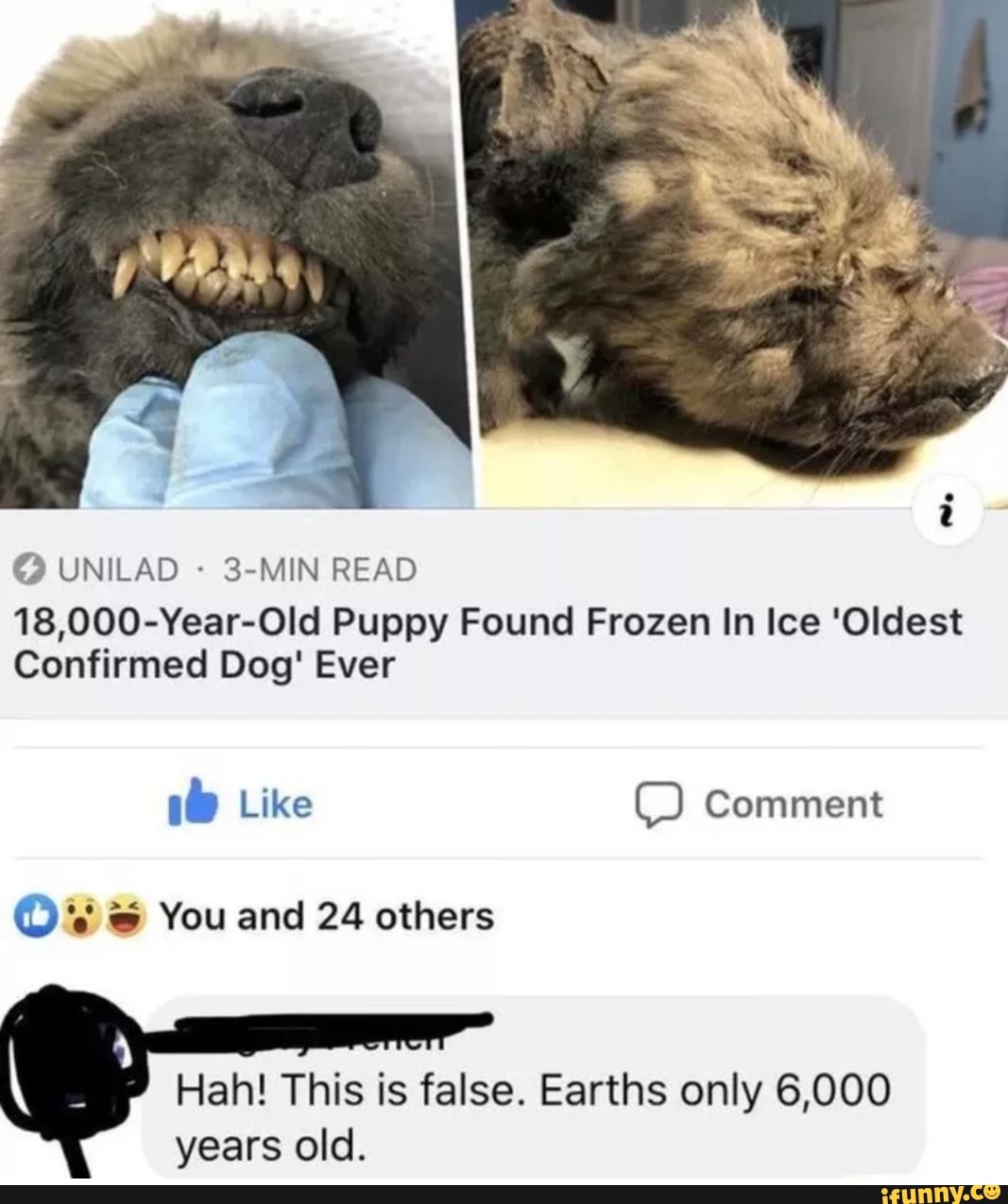 (O UNILAD 3-MIN READ 18,000-Year-Old Puppy Found Frozen In Ice 'Oldest ...