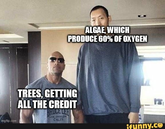 'ALGAE, WHICH PRODUCE 60% OF OXYGEN I : TREES, GETTING ALL THE GREDIT ...
