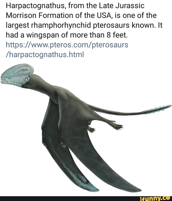 Harpactognathus, from the Late Jurassic Morrison Formation of the USA ...