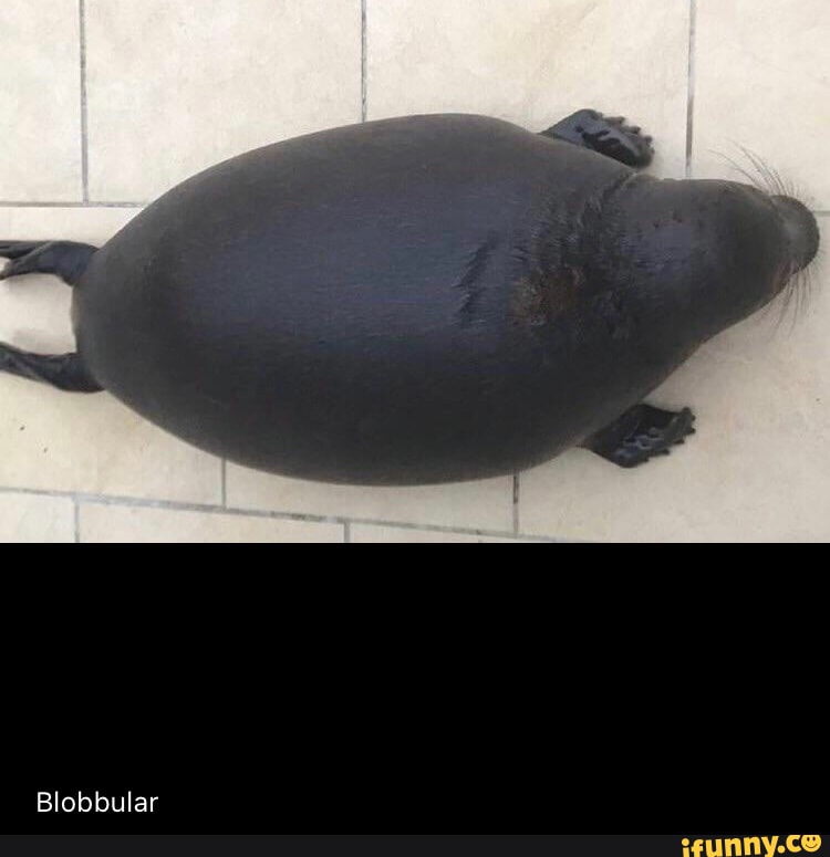 Baikalseal memes. Best Collection of funny Baikalseal pictures on iFunny