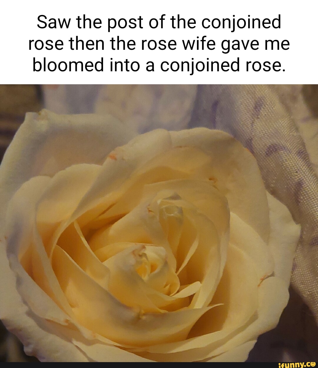 Conjoined memes. Best Collection of funny Conjoined pictures on iFunny