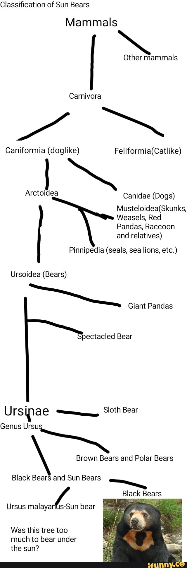 Classification of Sun Bears Mammals Other mammals Carnivora Caniformia ...