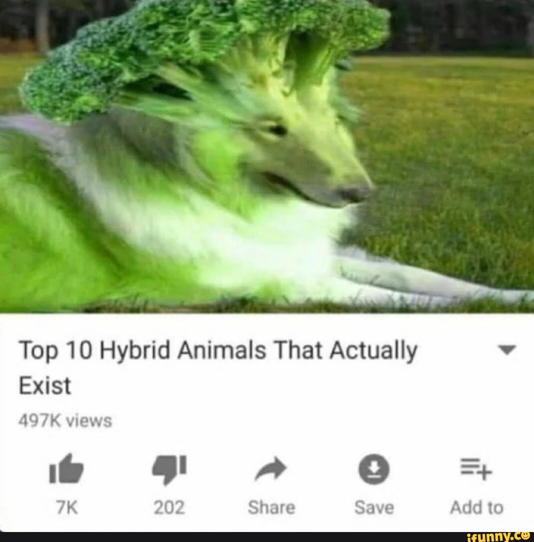 Top 10 Hybrid Animals That Actually Exist 497K views F OO * 202 Share ...