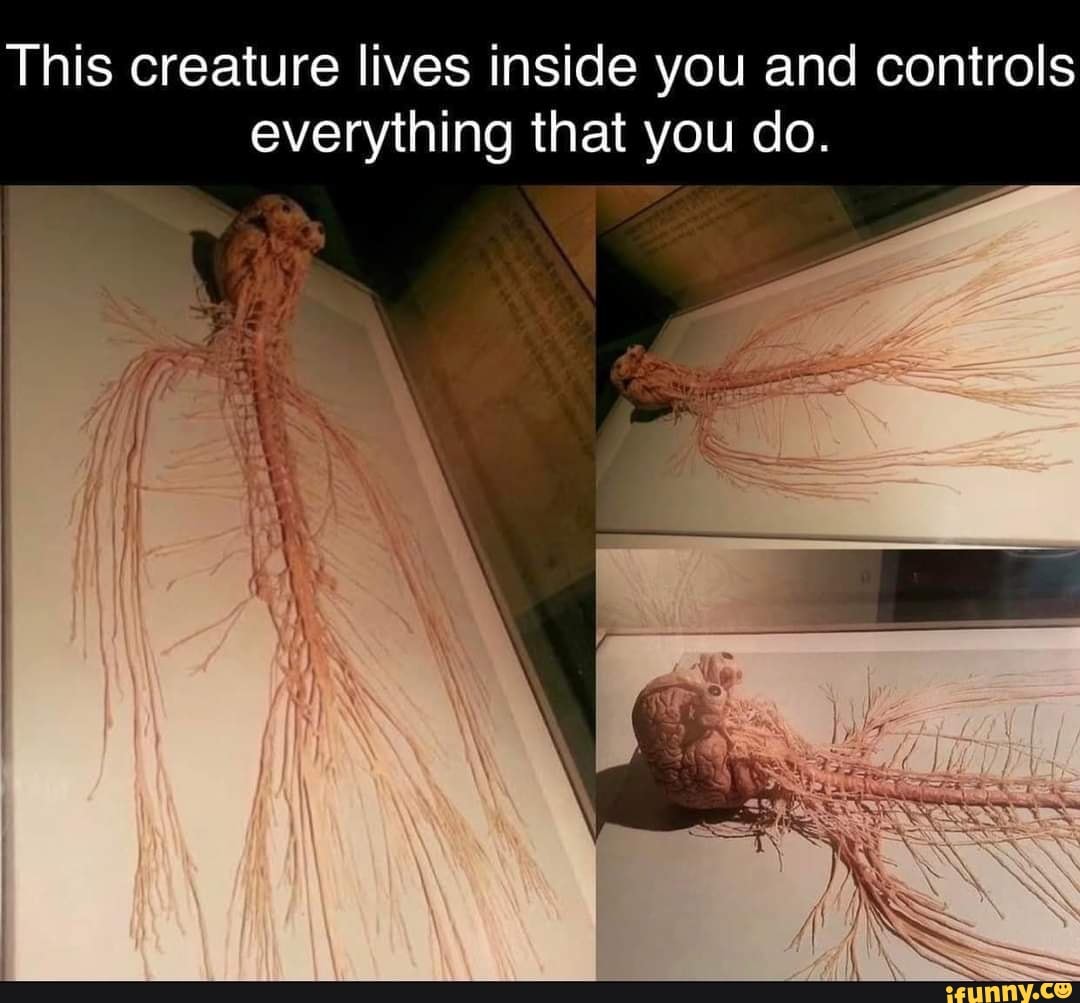 This creature lives inside you and controls everything that you do ...