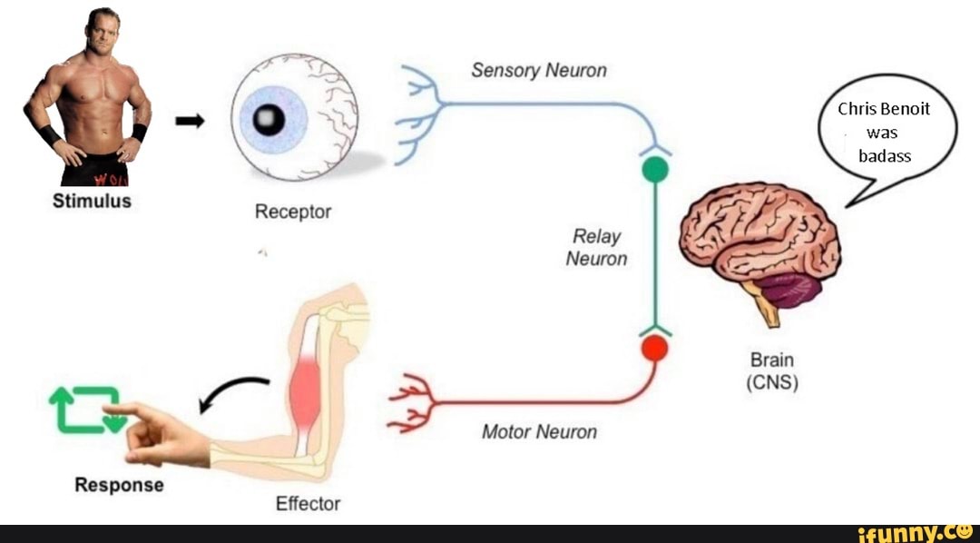 Sensory Neuron Chris Benoit was badass Stimulus Receptor Relay Neuron I ...