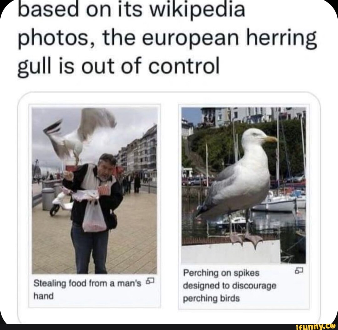 Herring memes. Best Collection of funny Herring pictures on iFunny