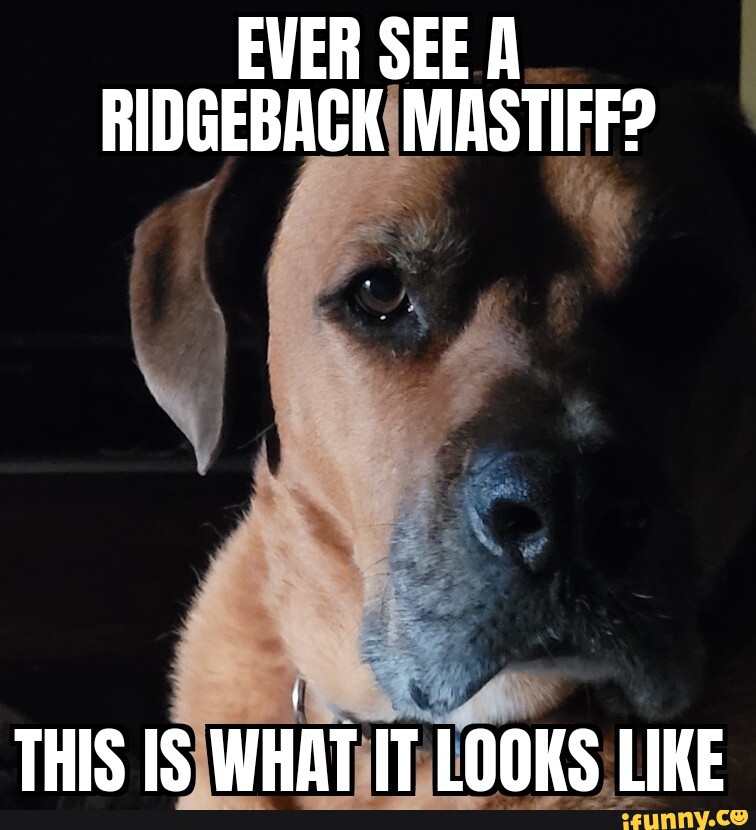 Ridgeback memes. Best Collection of funny Ridgeback pictures on iFunny