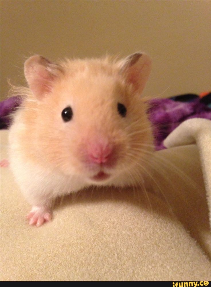 Quizzical memes. Best Collection of funny Quizzical pictures on iFunny