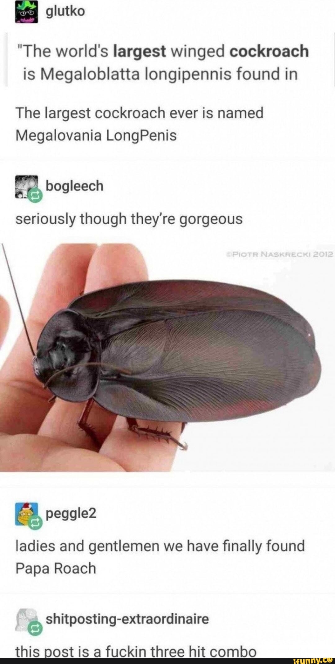 One-Arm Pushup Tutorial - Hybrid Calisthenics - iFunny