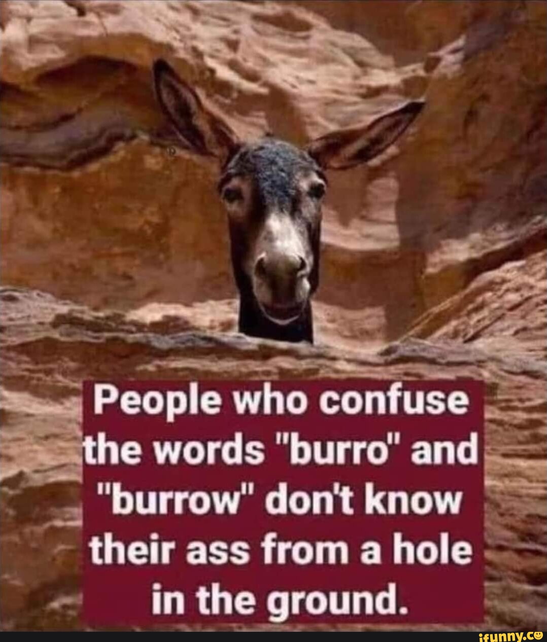 Burrow memes. Best Collection of funny Burrow pictures on iFunny