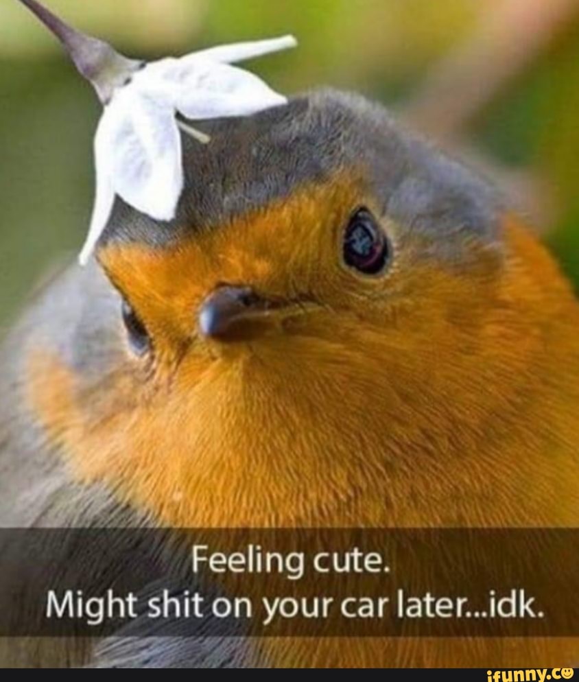 Birdpoop memes. Best Collection of funny Birdpoop pictures on iFunny