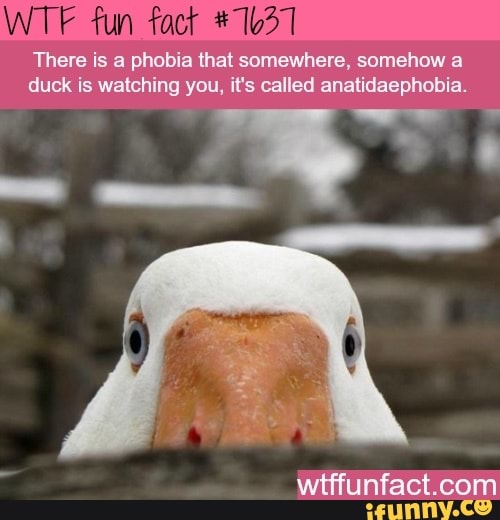 WTF fun fact *1b31 There is a phobia that somewhere, somehow a duck is ...