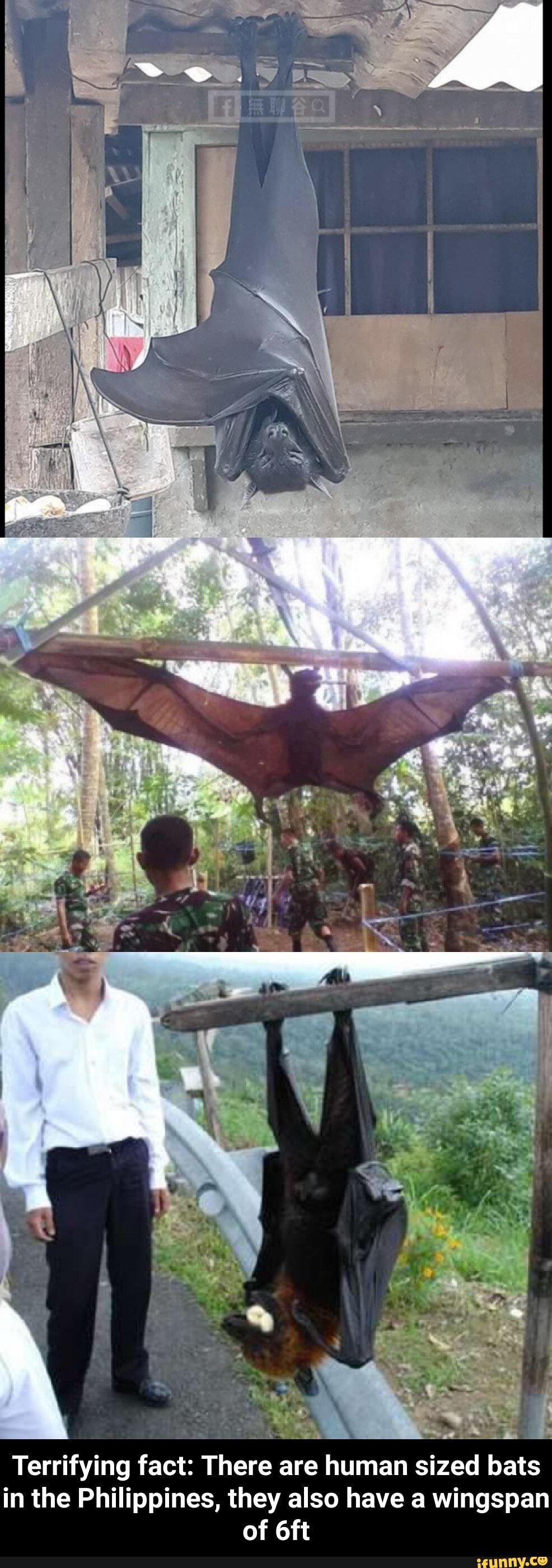 Terrifying fact: There are human sized bats in the Philippines, they ...