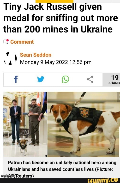 Tiny Jack Russell given medal for sniffing out more than 200 mines in ...