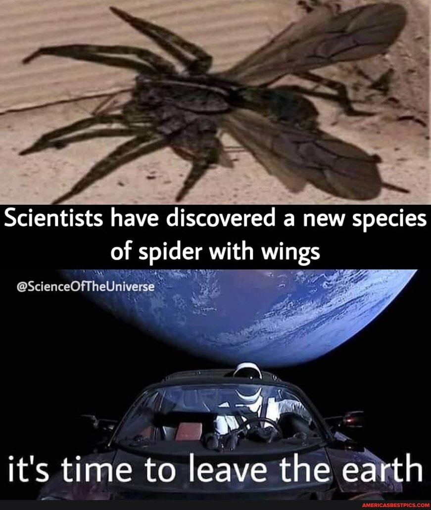 SS Scientists have discovered a new species of spider with wings ...