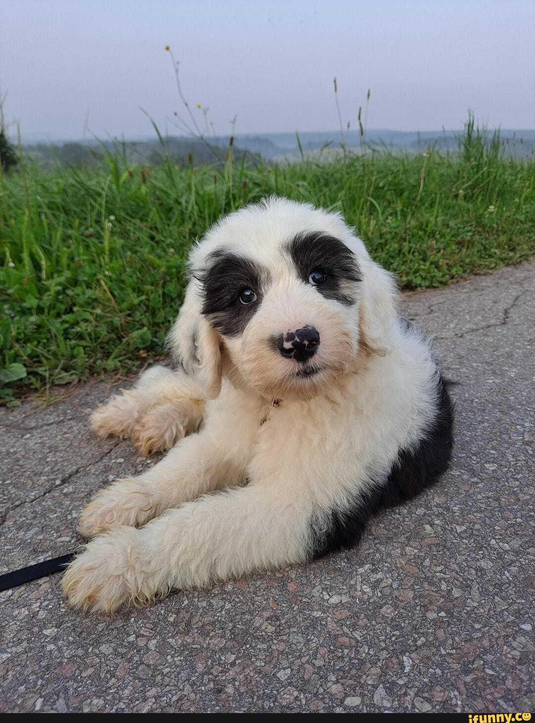 Sheepadoodle memes. Best Collection of funny Sheepadoodle pictures on ...