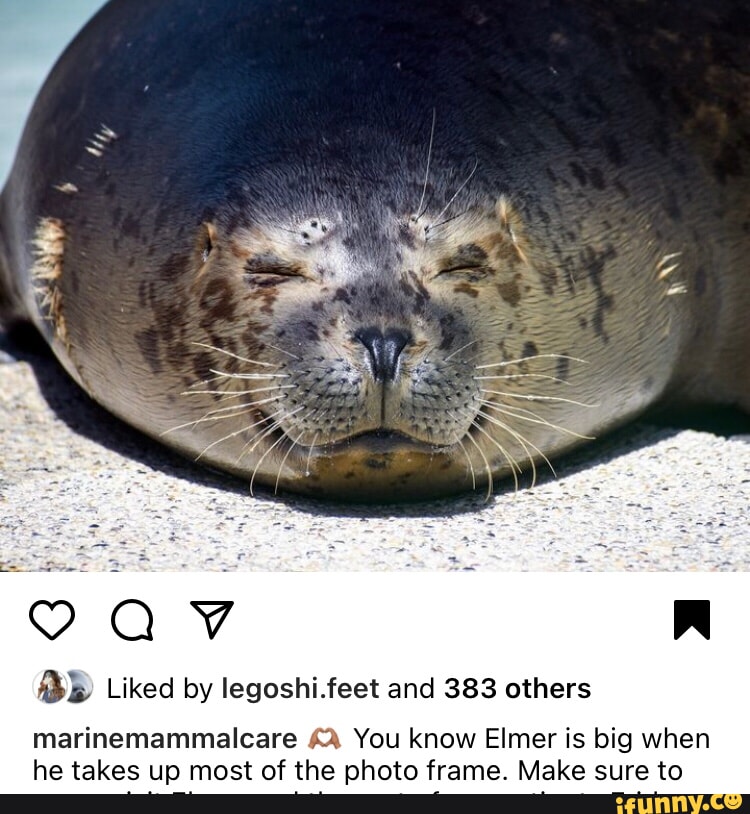 Legoshi memes. Best Collection of funny Legoshi pictures on iFunny