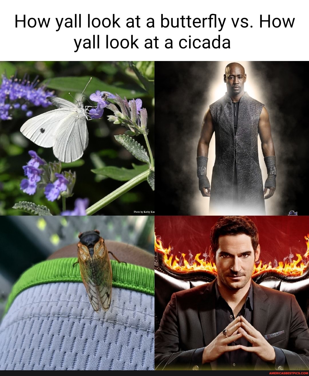 How yall look at a butterfly vs. How yall look at a cicada - America’s ...