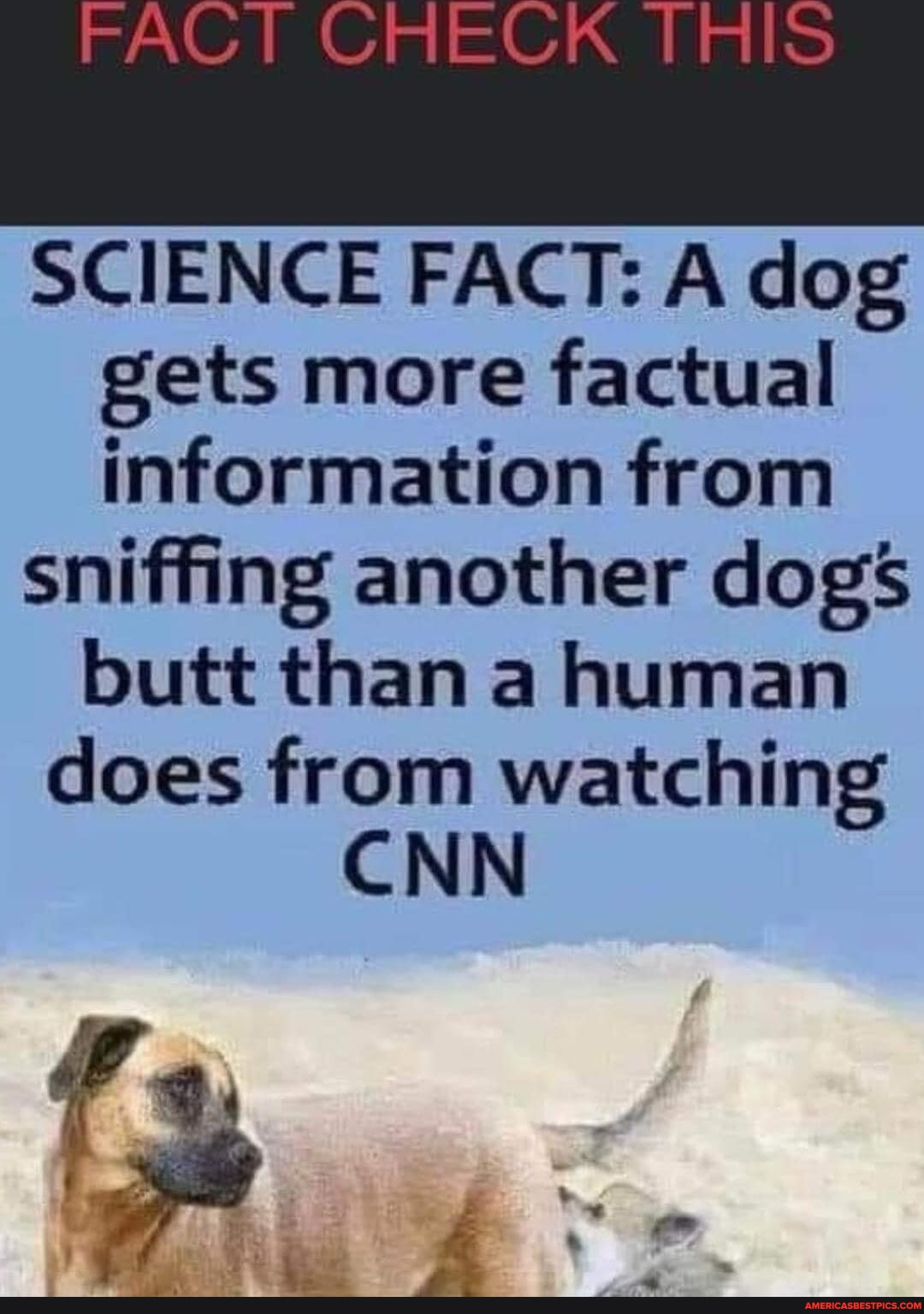 FACT CHECK THIS SCIENCE FACT: A dog gets more factual information from ...
