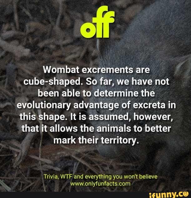 Wombat Cube Poop ? - Wombat excrement are cube-shaped. So far, we have ...