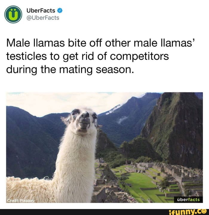 Male llamas bite off other male llamas" testicles to get rid of ...
