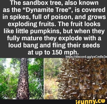 The sandbox tree, also known as the "Dynamite Tree", is covered in ...