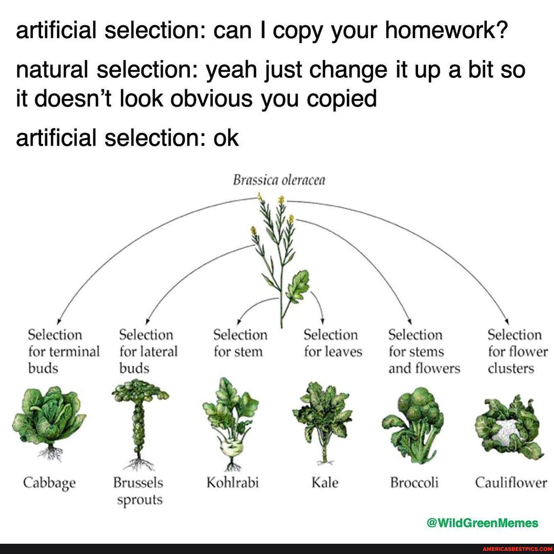 🥦 Which is your favorite Brassica selection? Meme by @beingevolved ...