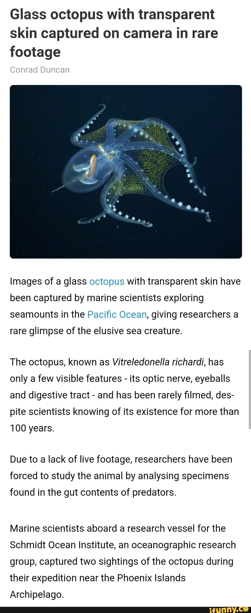 Glass octopus with transparent skin captured on camera in rare footage ...