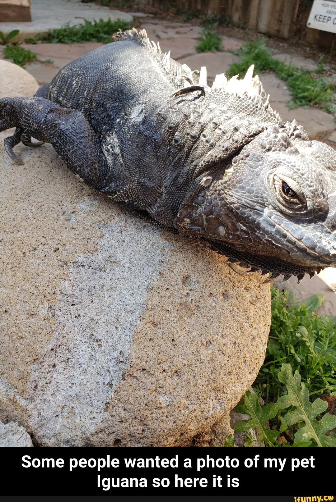 Petphoto memes. Best Collection of funny Petphoto pictures on iFunny