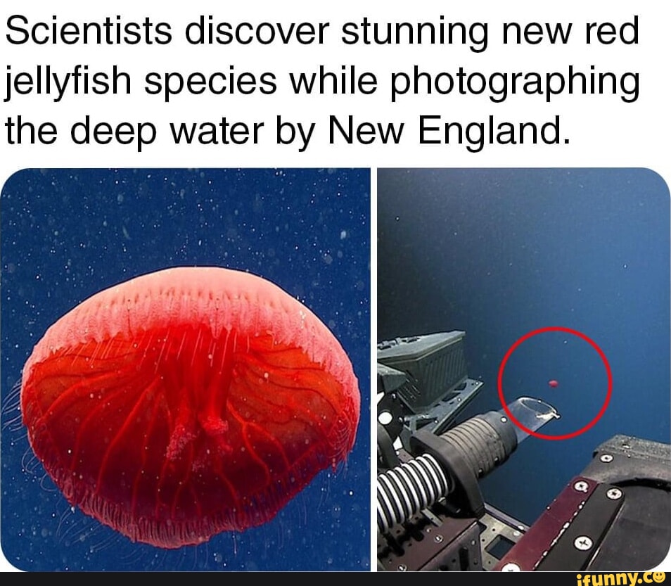 Scientists discover stunning new red jellyfish species while ...