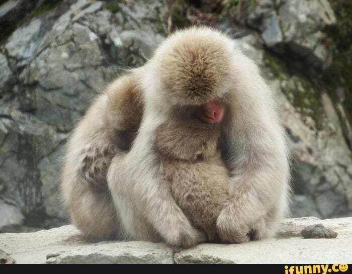 Japanese_macaque memes. Best Collection of funny Japanese_macaque pictures on iFunny