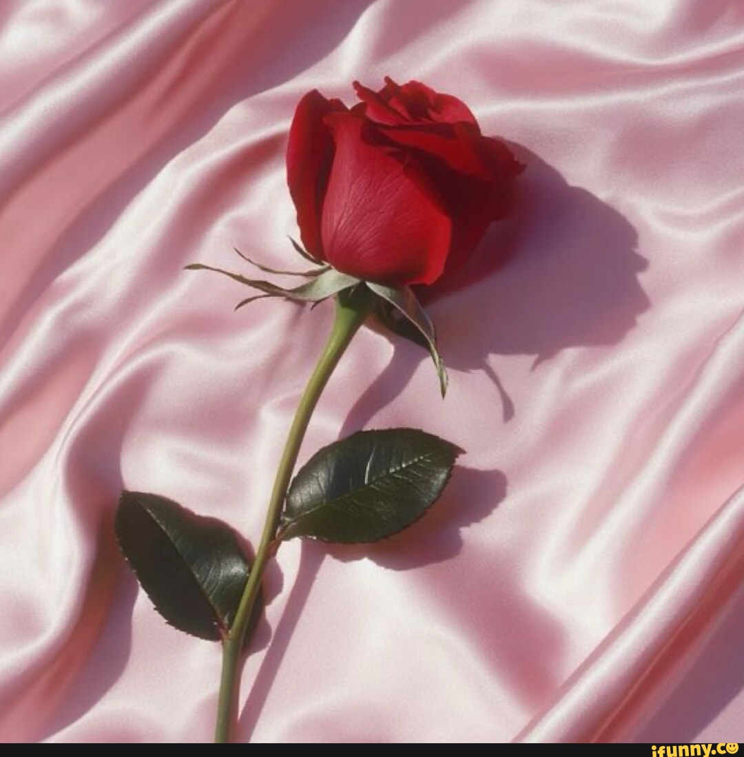 Satin memes. Best Collection of funny Satin pictures on iFunny
