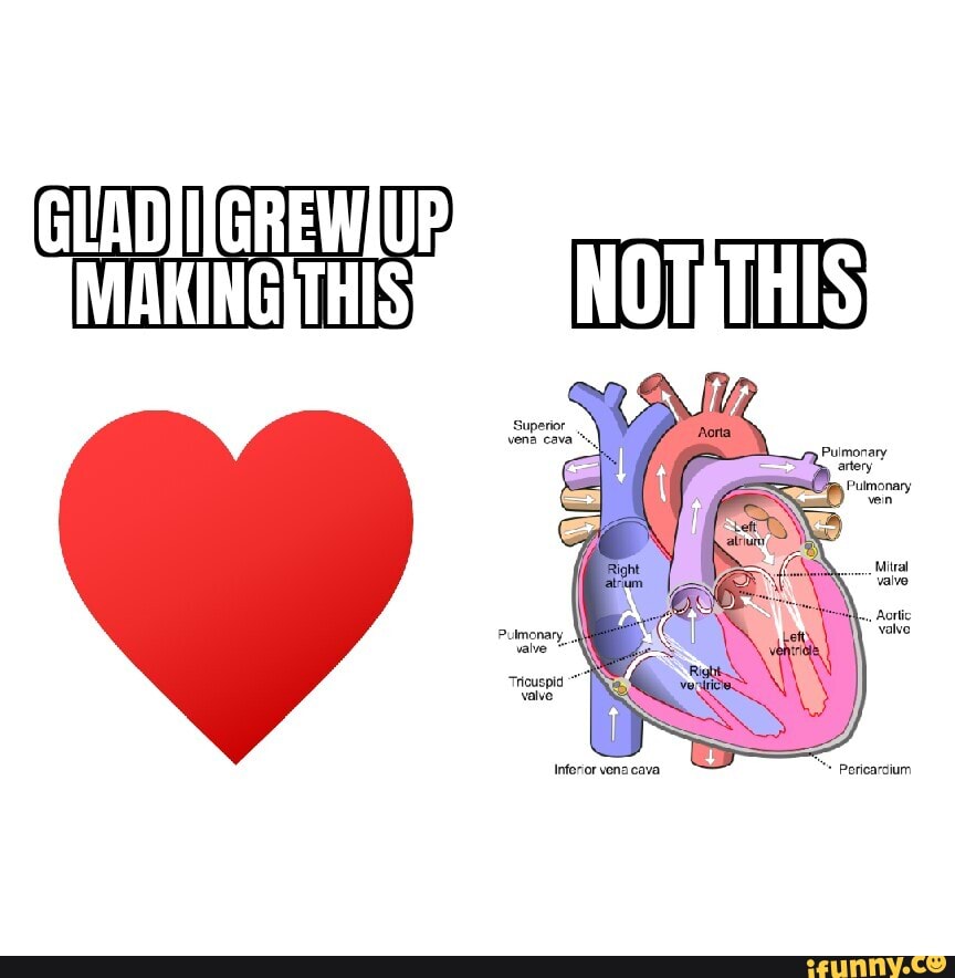 Superior vena cava artery Pulmonary Mitral valve Aortic valve Tricuspid ...