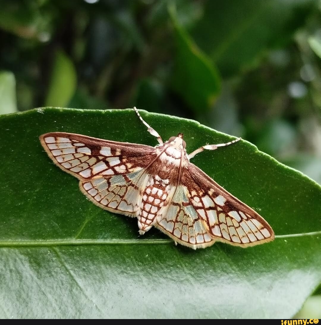 Moth memes. Best Collection of funny Moth pictures on iFunny