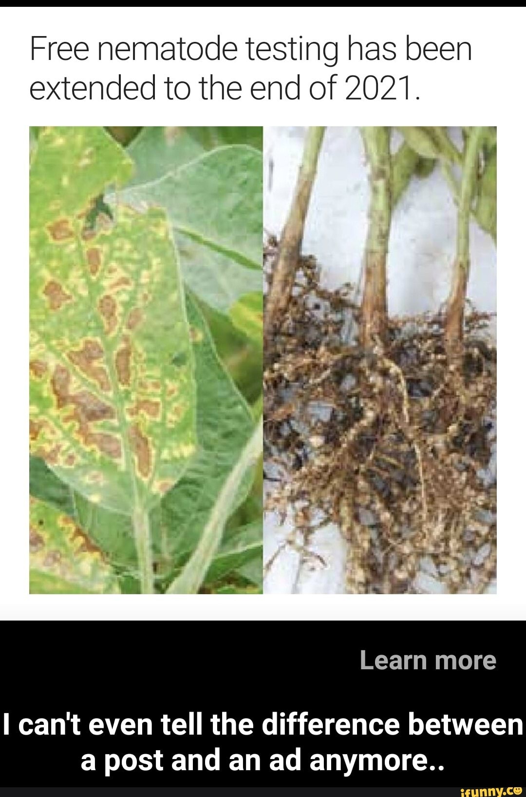 Nematode memes. Best Collection of funny Nematode pictures on iFunny