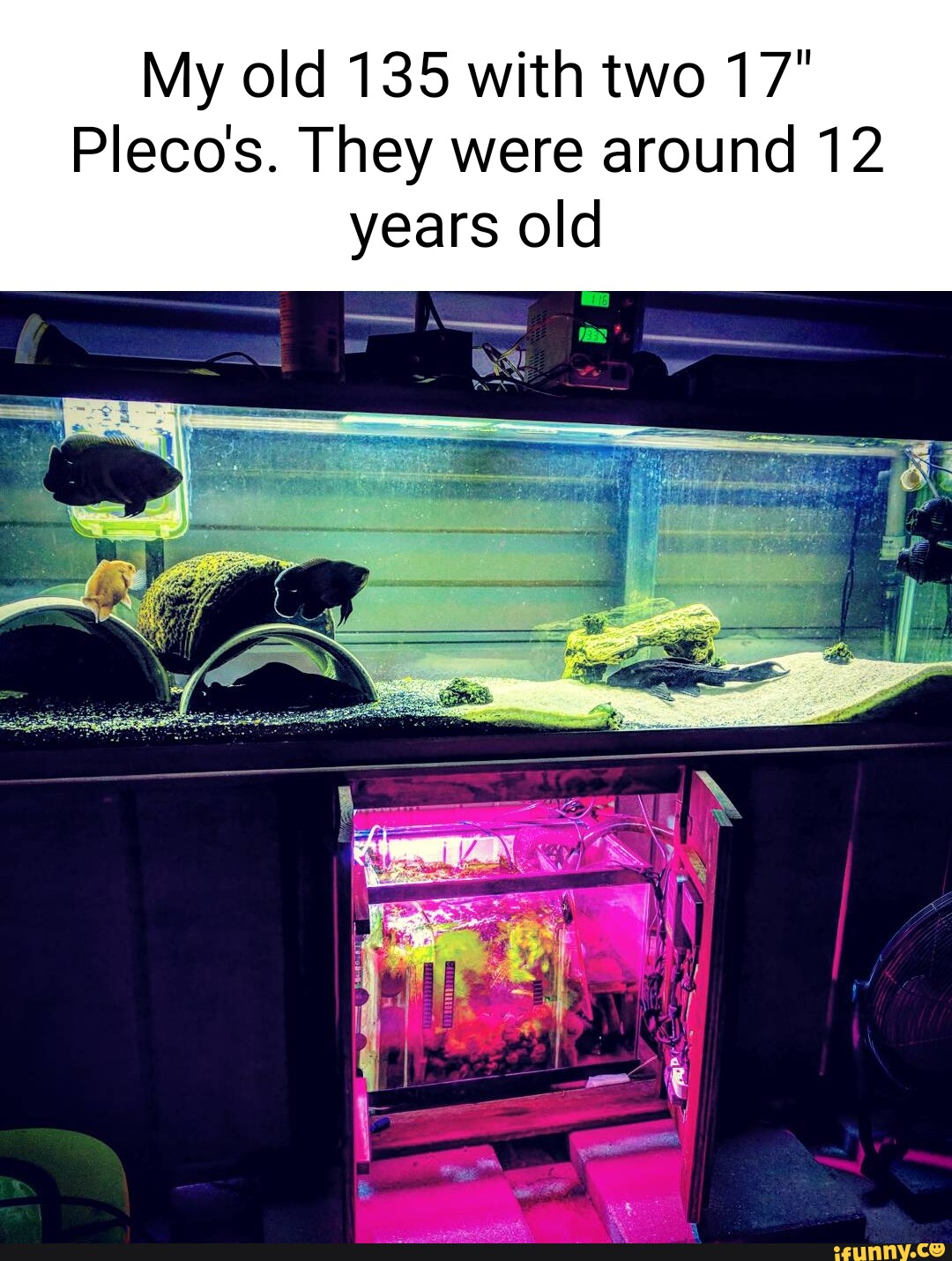 Plecos memes. Best Collection of funny Plecos pictures on iFunny