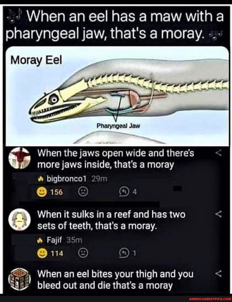 When an eel has a maw with pharyngeal jaw, that's a moray. Moray Eel ...