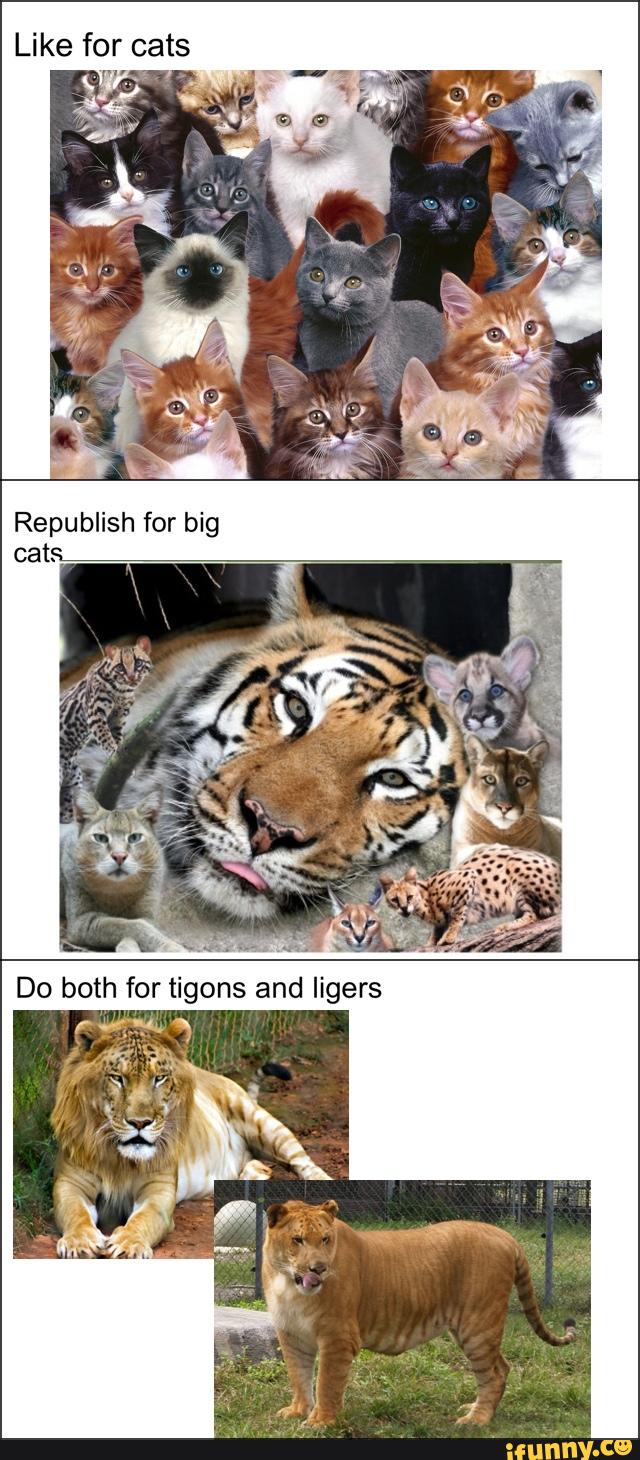 Tigon memes. Best Collection of funny Tigon pictures on iFunny