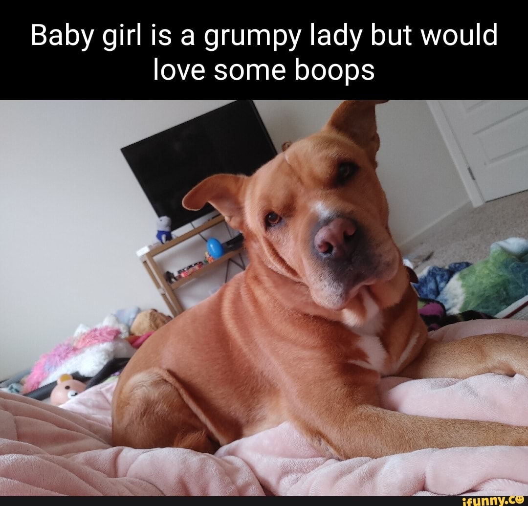 Sharpei memes. Best Collection of funny Sharpei pictures on iFunny