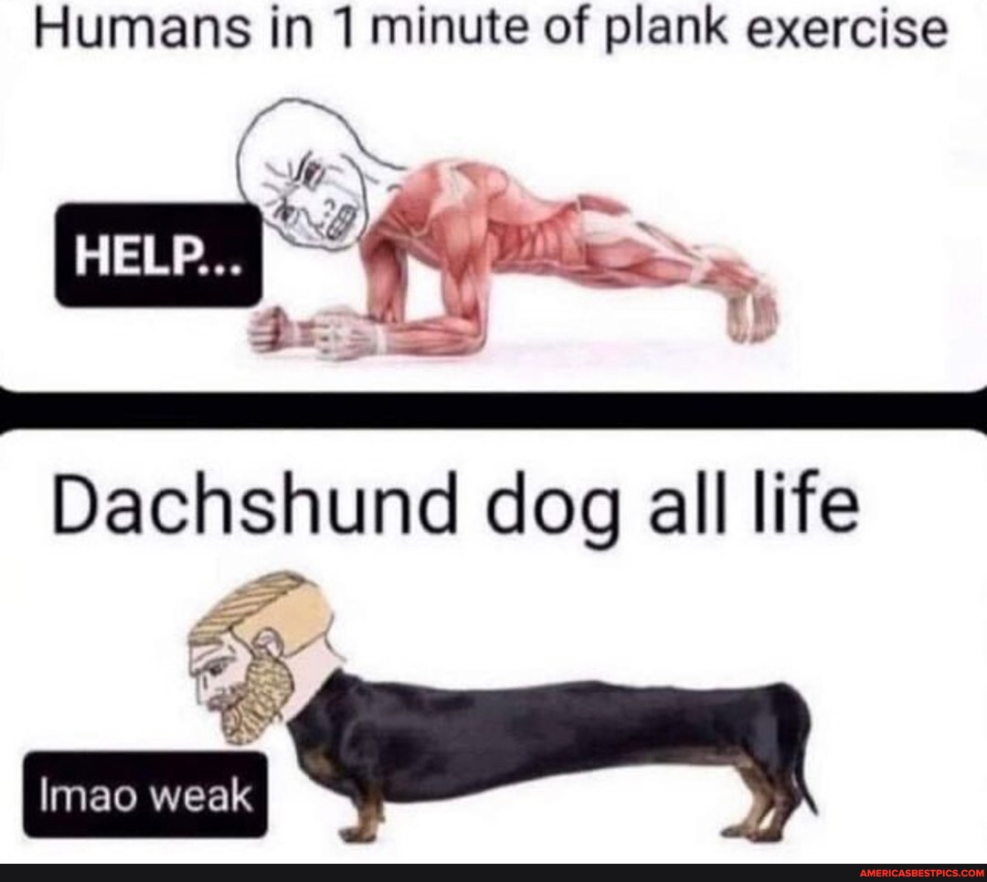 😅😅😅 - Humans in 1 minute of plank exercise os, Dachshund dog all life ...