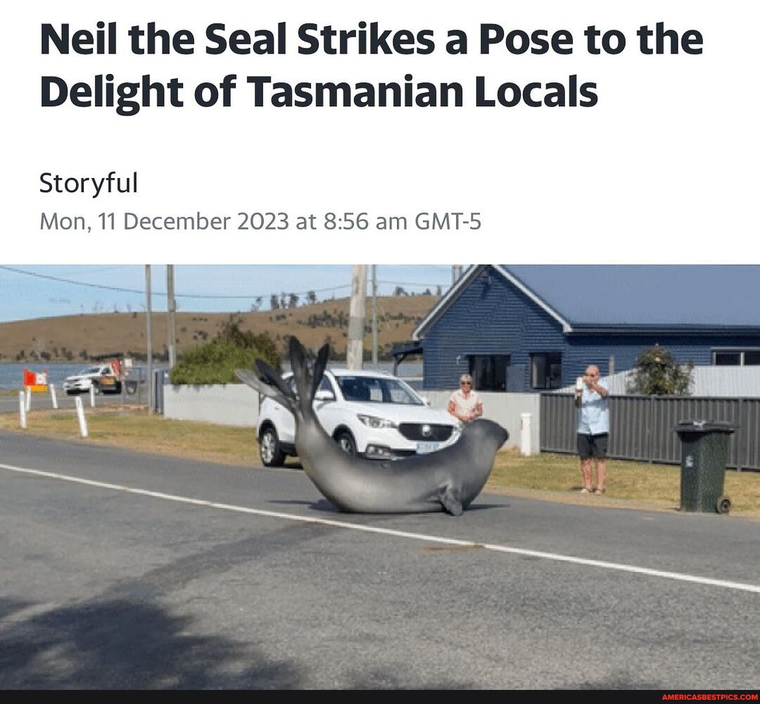 Obsessed with his media presence - Neil the Seal Strikes a Pose to the ...